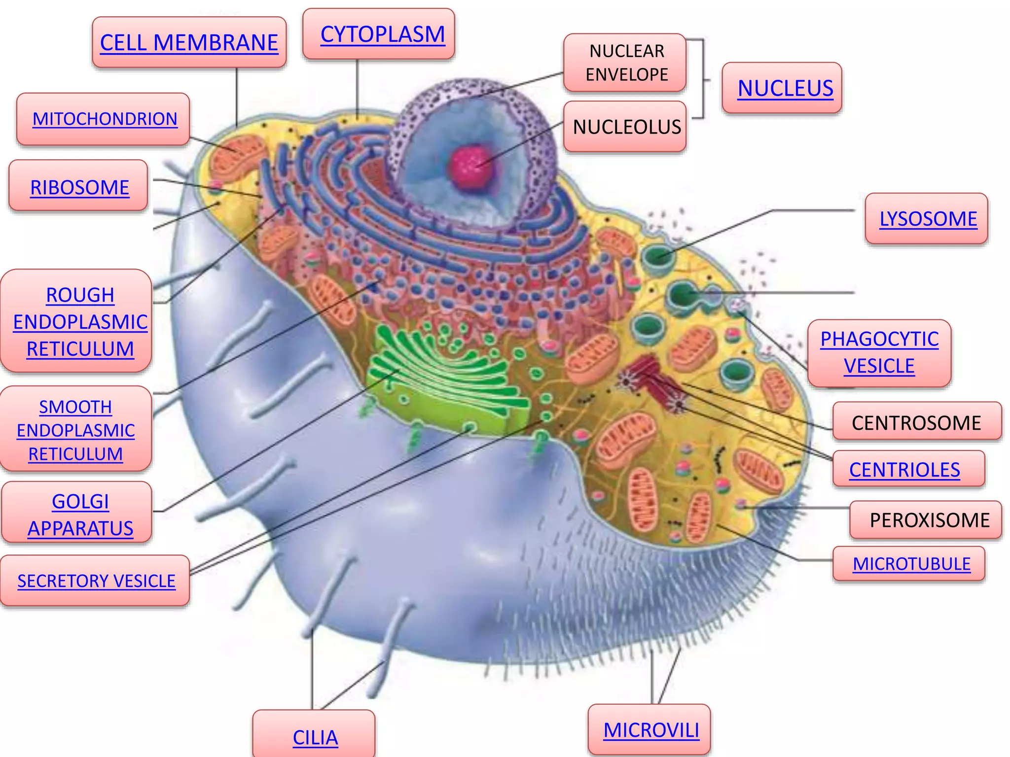 Cell structure and functions | PPTX