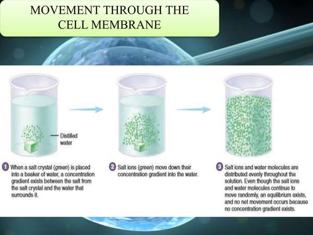 Cell structure and functions | PPTX
