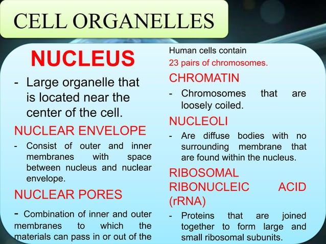 Cell structure and functions | PPTX