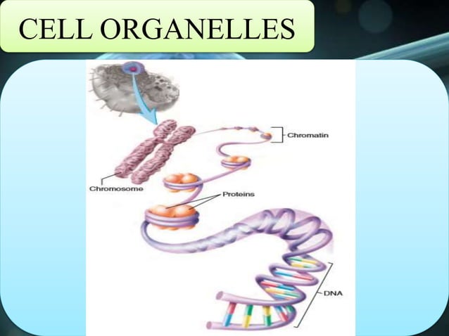 Cell structure and functions | PPTX