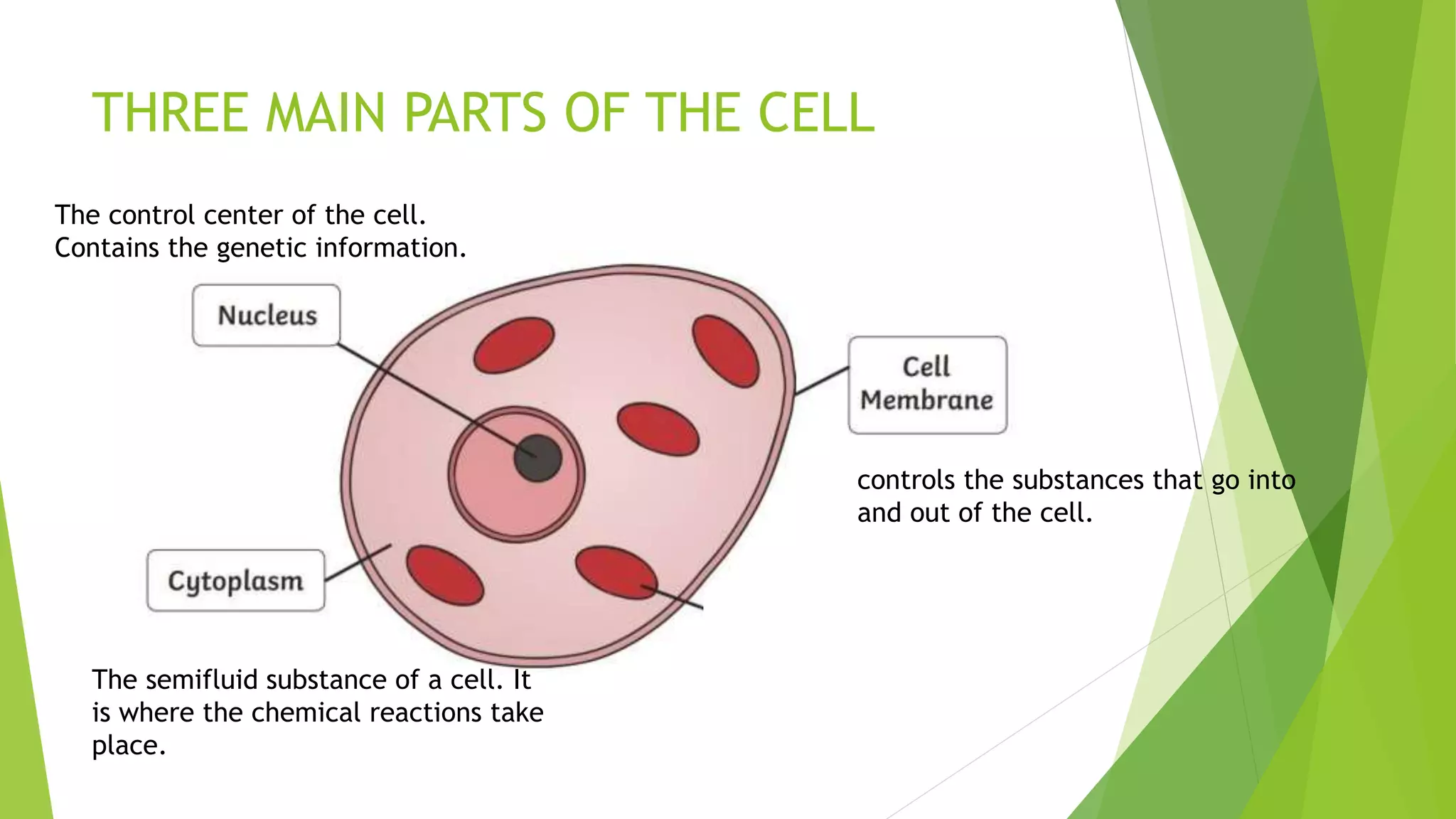 Cell structure and its function | PPT