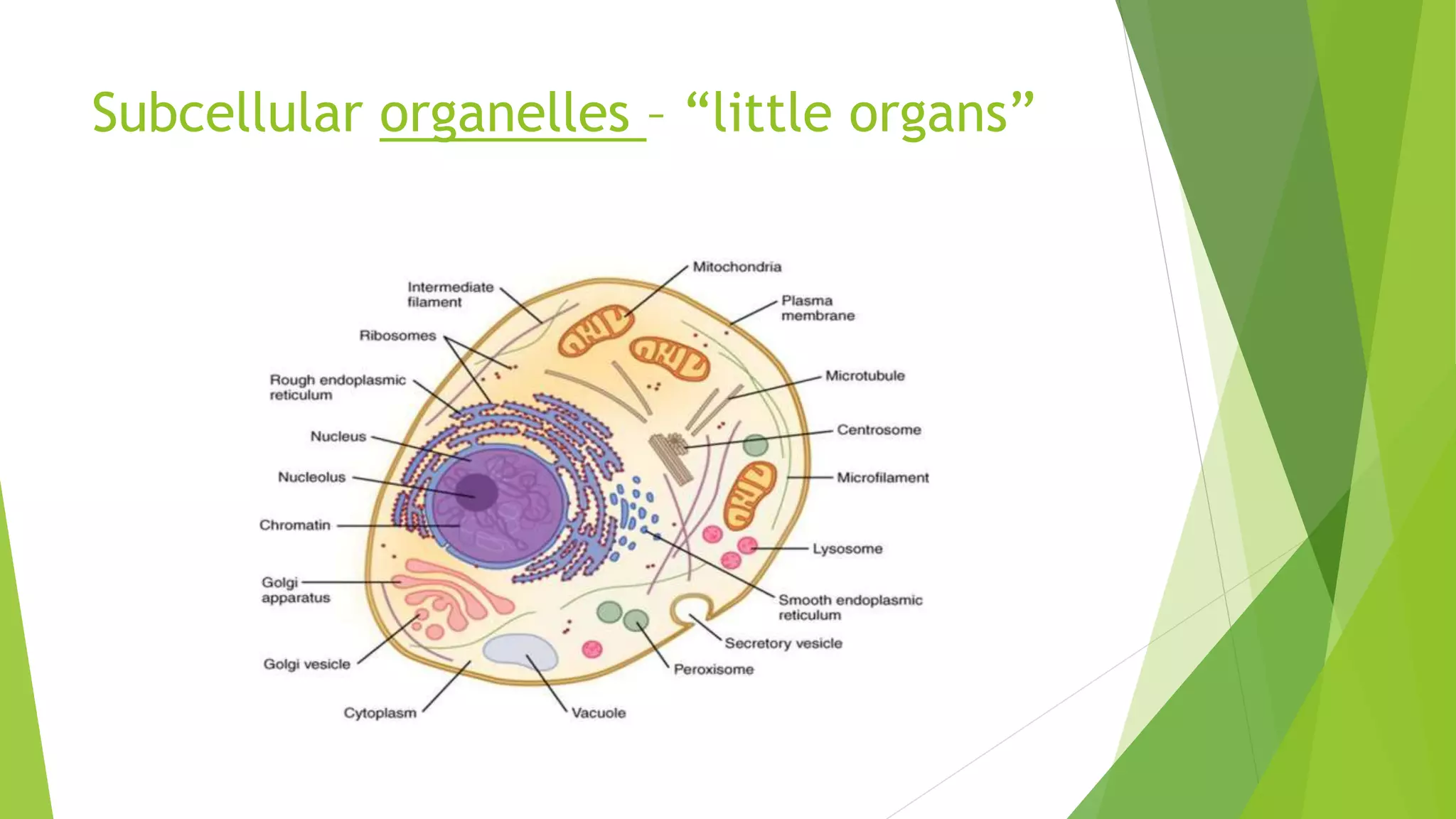 Cell structure and its function | PPT
