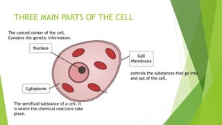 Cell structure and its function | PPT