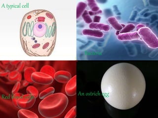 Cell structure and it’s functions | PPTX