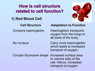 Red Blood Cell Structure And Function