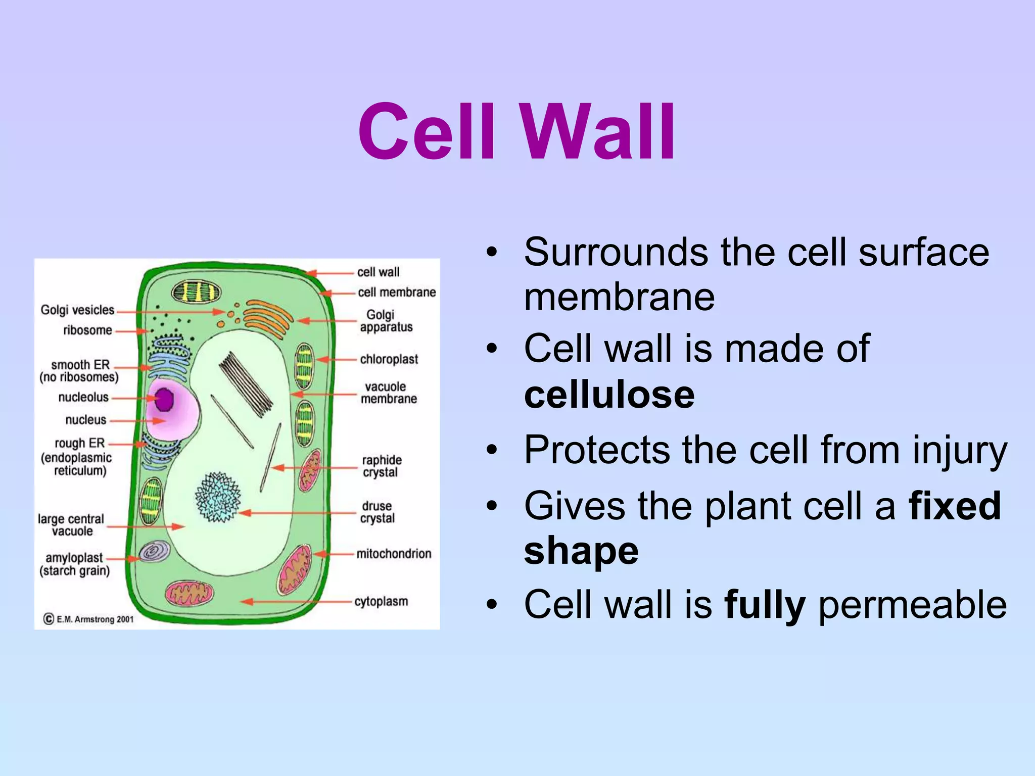 Cellstructureandorganisationlssbiology | PPT
