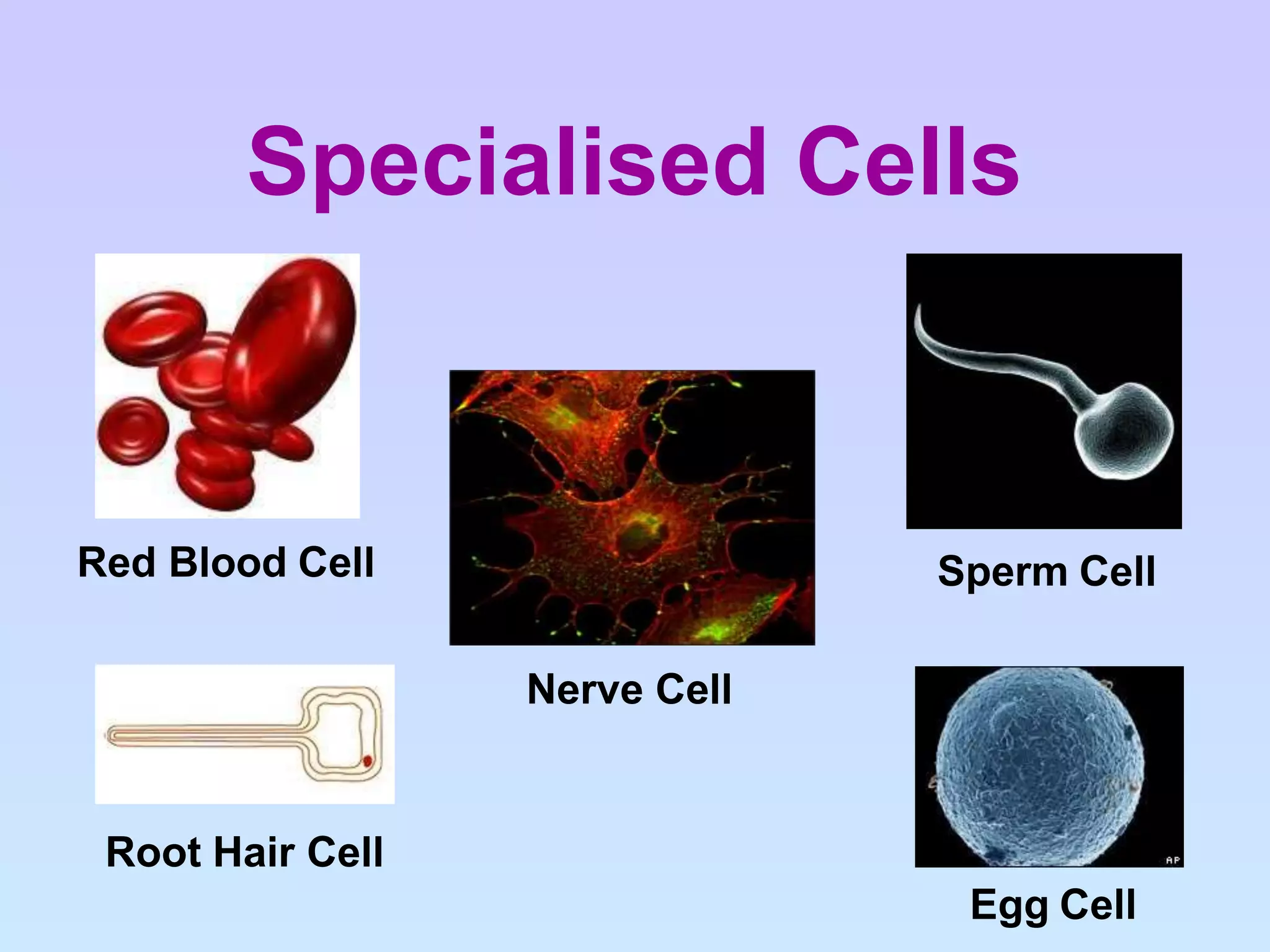 Cellstructureandorganisationlssbiology | PPT