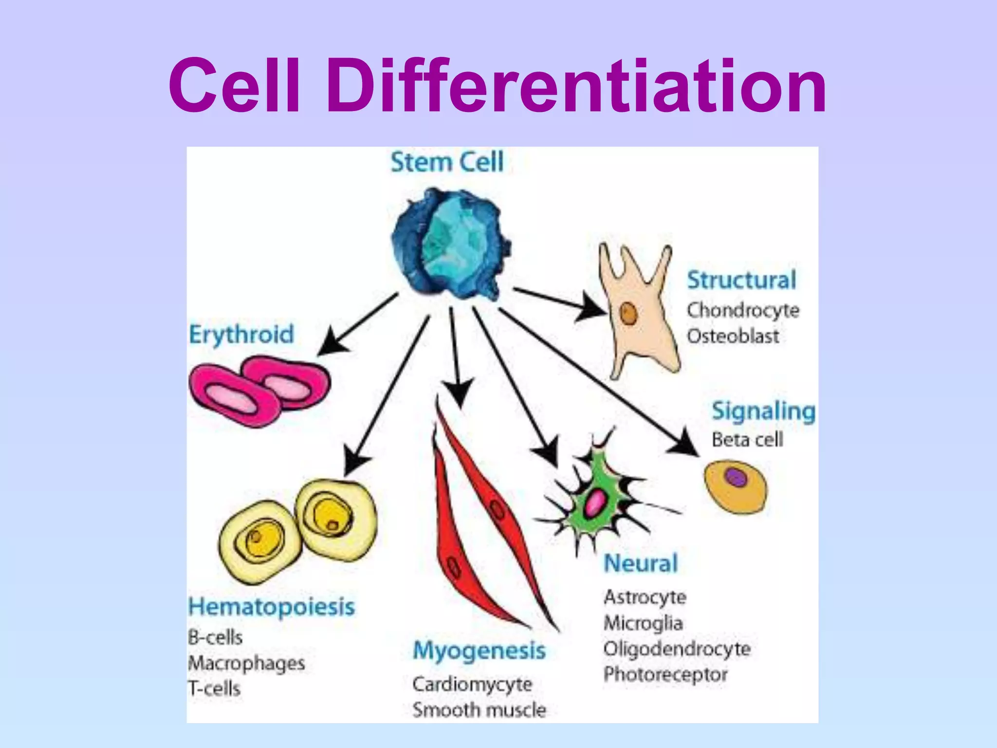 Cellstructureandorganisationlssbiology | PPT