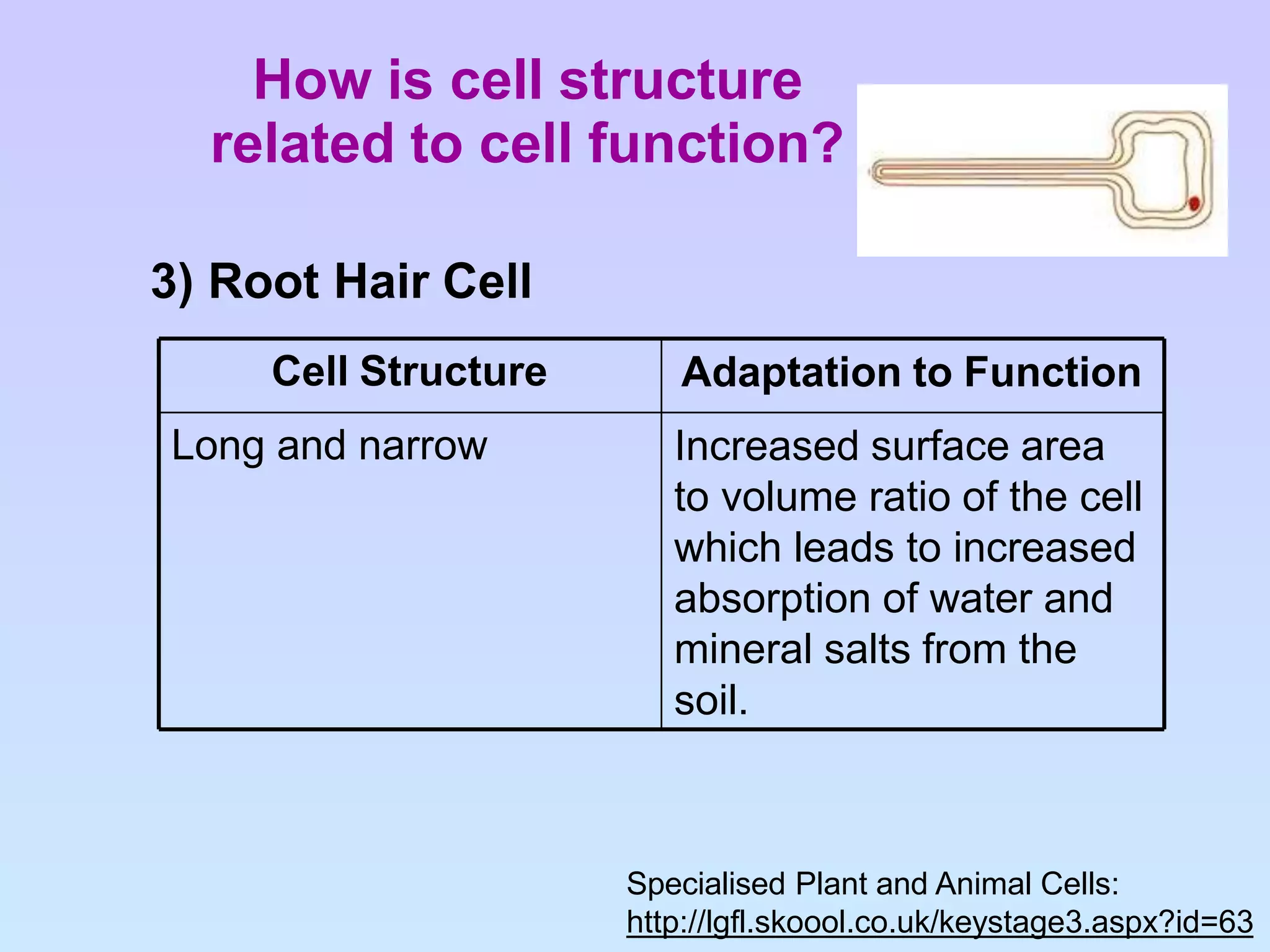 Cellstructureandorganisationlssbiology | PPT
