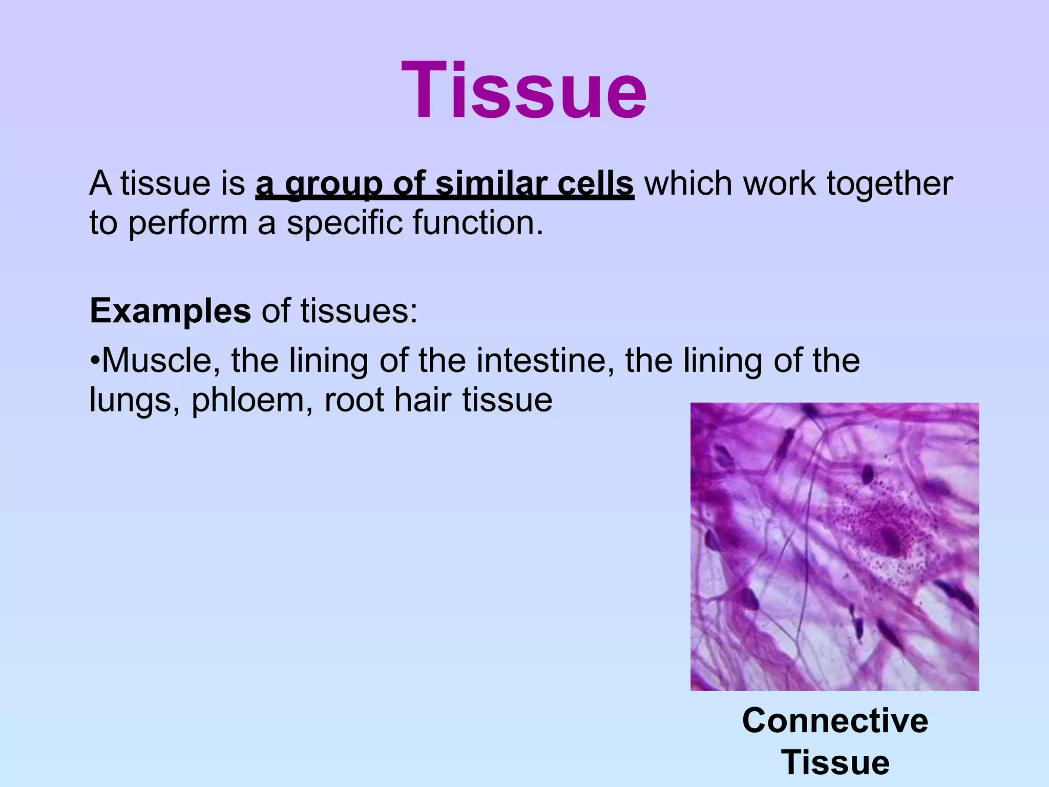 Cellstructureandorganisationlssbiology | PPT