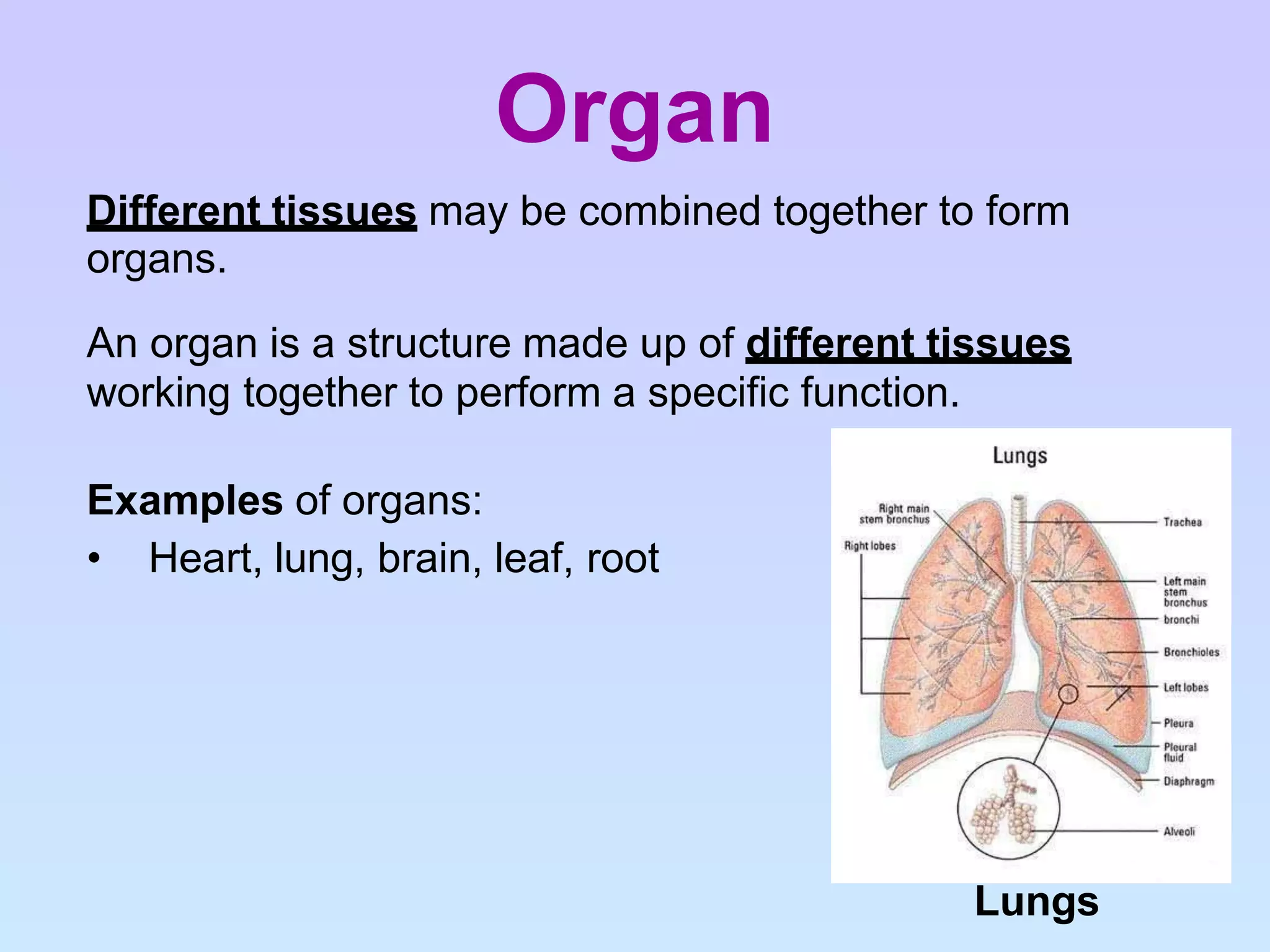 Cellstructureandorganisationlssbiology | PPT