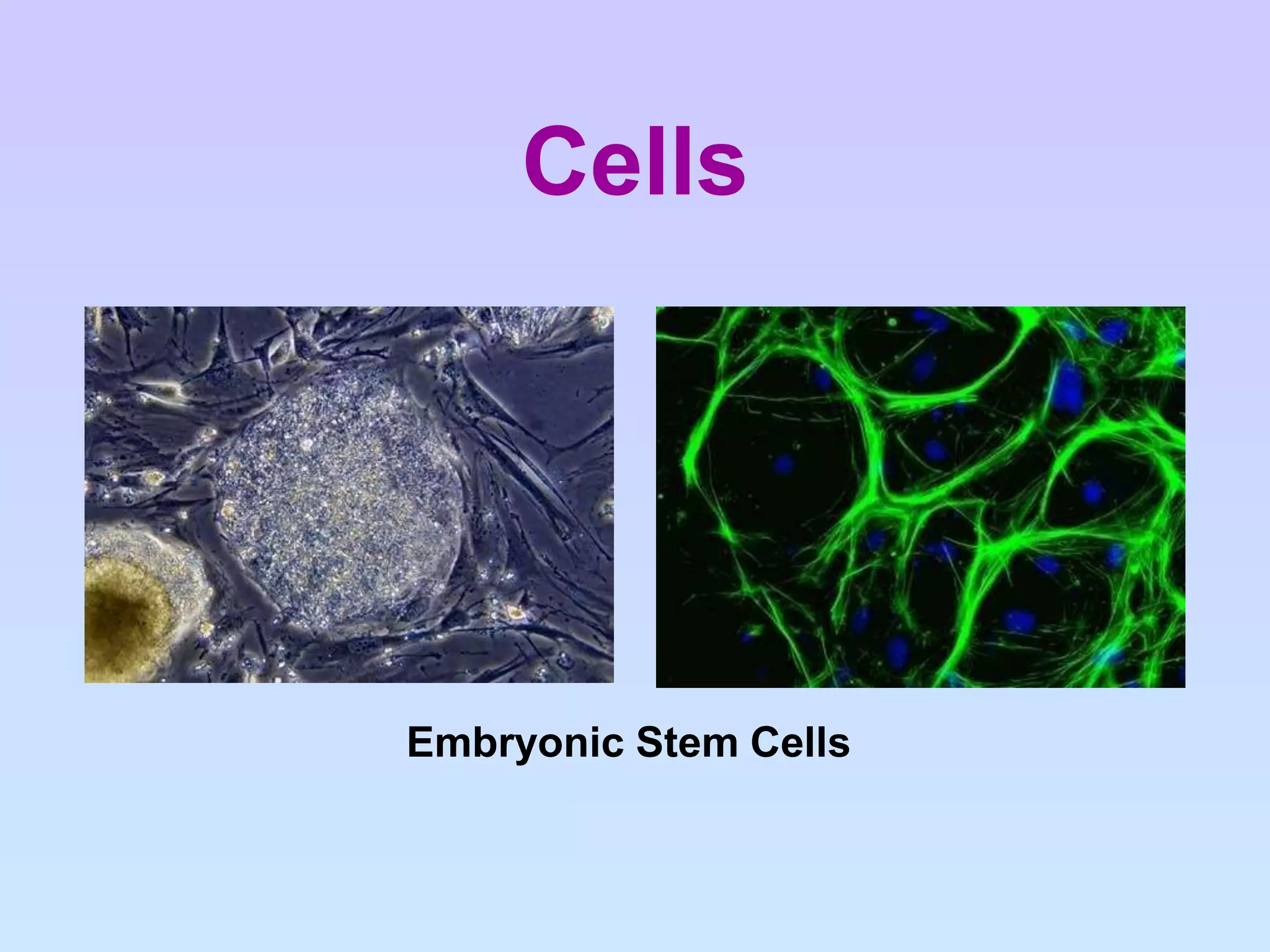 Cellstructureandorganisationlssbiology | PPT