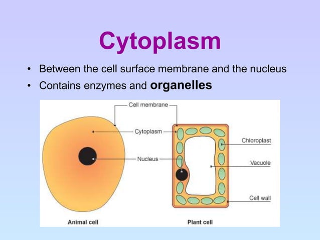 Cellstructureandorganisationlssbiology | PPT