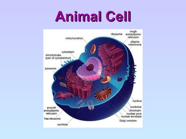 Cell structure and organisation | PPT | Free Download