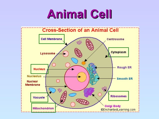 Cell structure and organisation | PPT