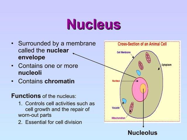 Cell structure and organisation | PPT