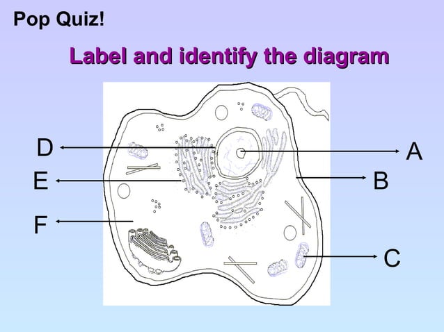 Cell structure and organisation | PPT