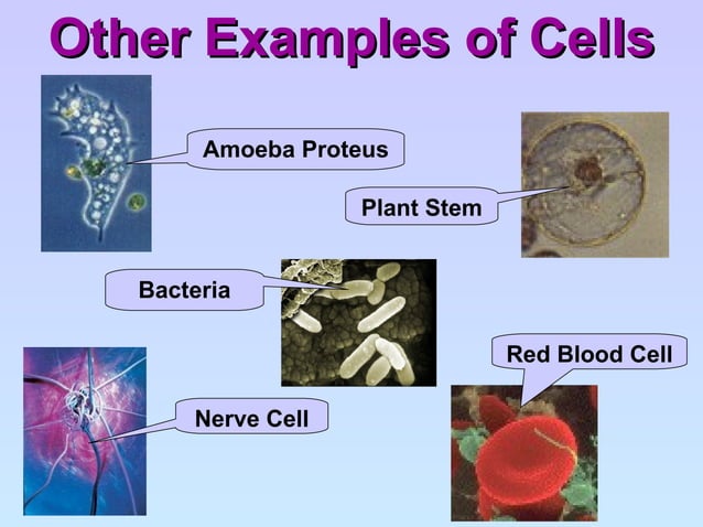 Cell structure and organisation | PPT