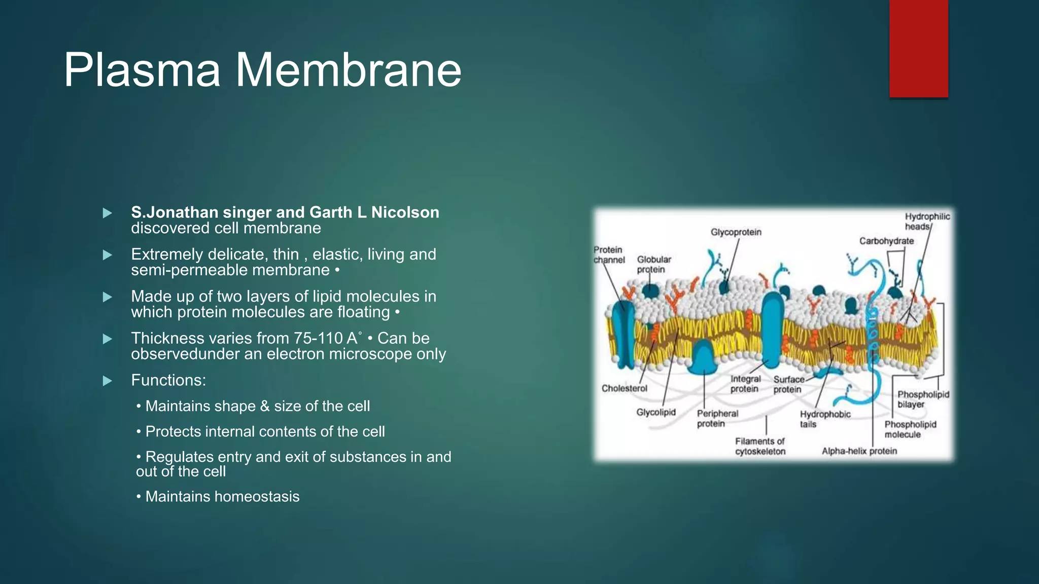 CELL STRUCTURE AND TRANSPORT.pptx