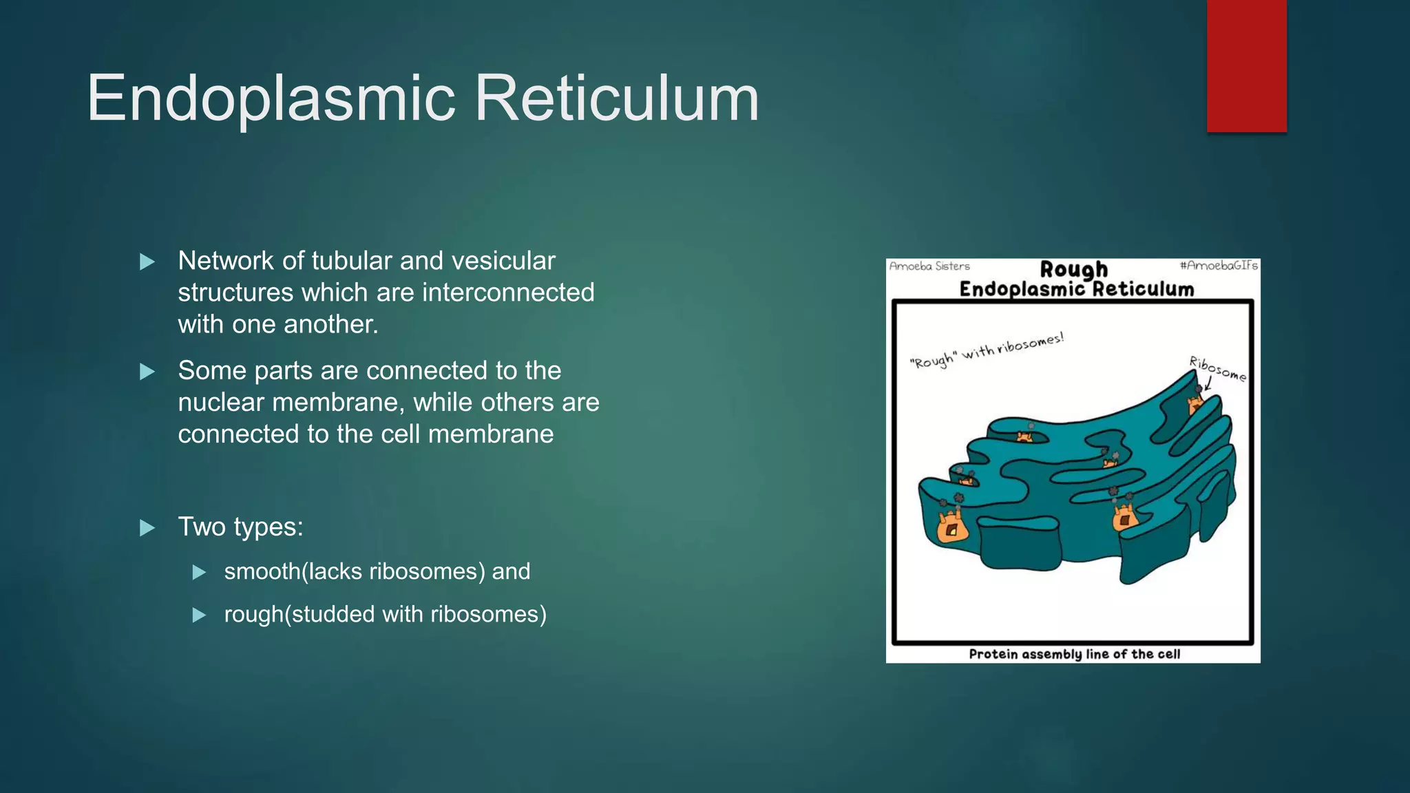 CELL STRUCTURE AND TRANSPORT.pptx