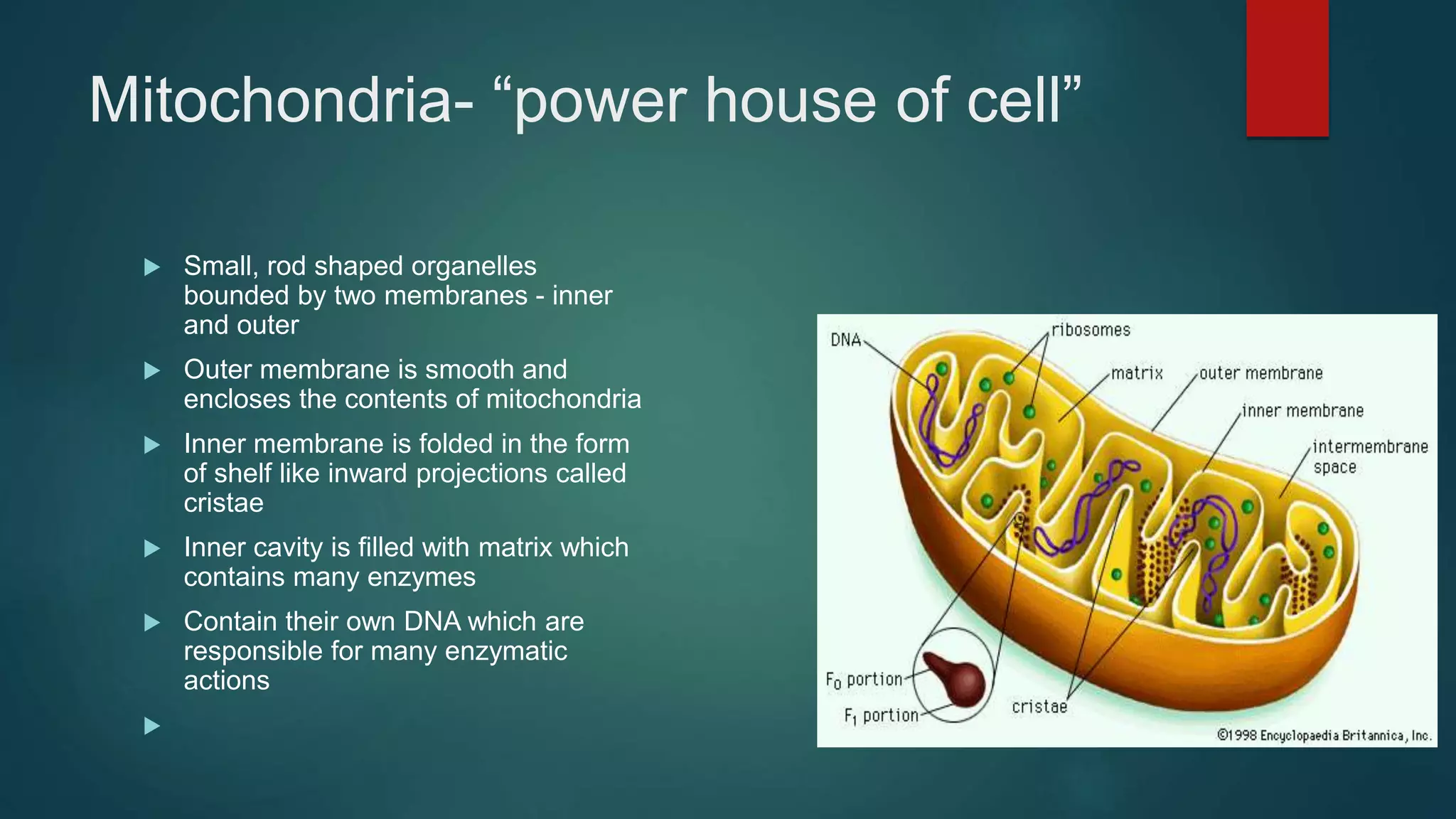 CELL STRUCTURE AND TRANSPORT.pptx