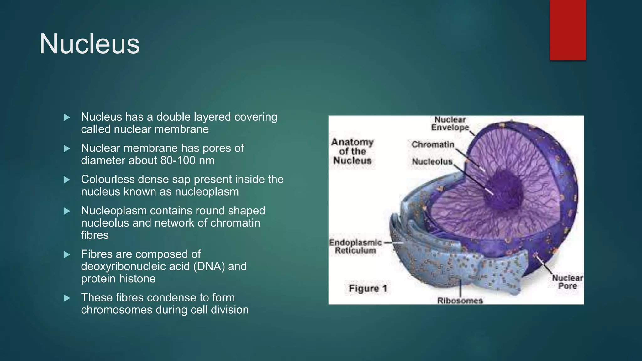 CELL STRUCTURE AND TRANSPORT.pptx