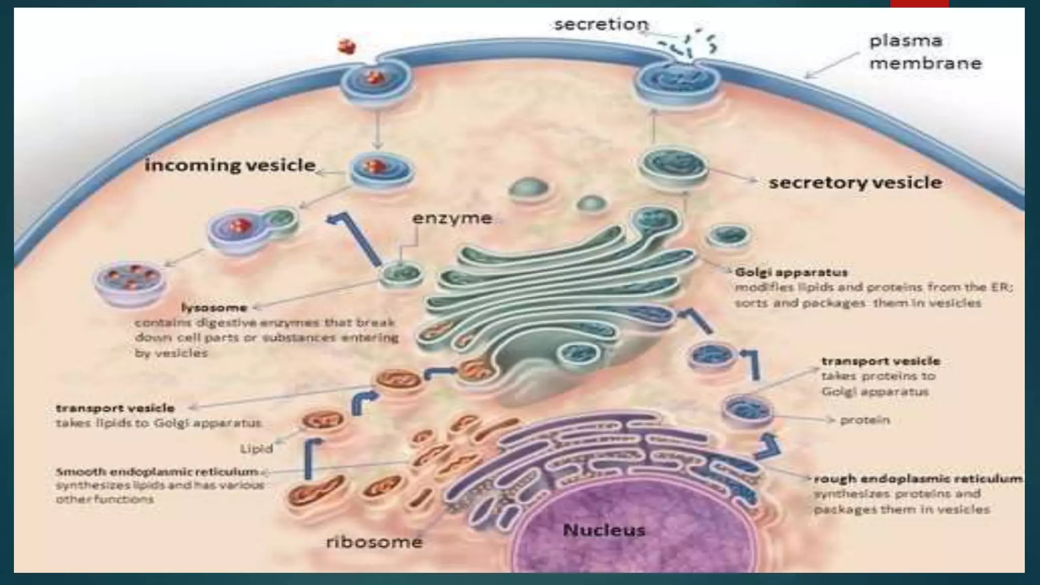 CELL STRUCTURE AND TRANSPORT.pptx