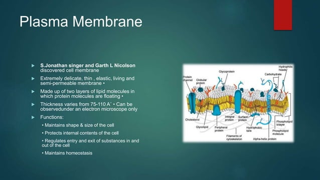 CELL STRUCTURE AND TRANSPORT.pptx