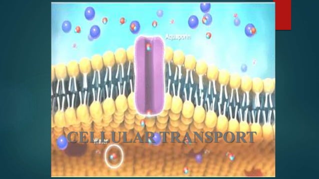 CELL STRUCTURE AND TRANSPORT.pptx