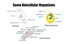 Cell structure anmd function | PPT