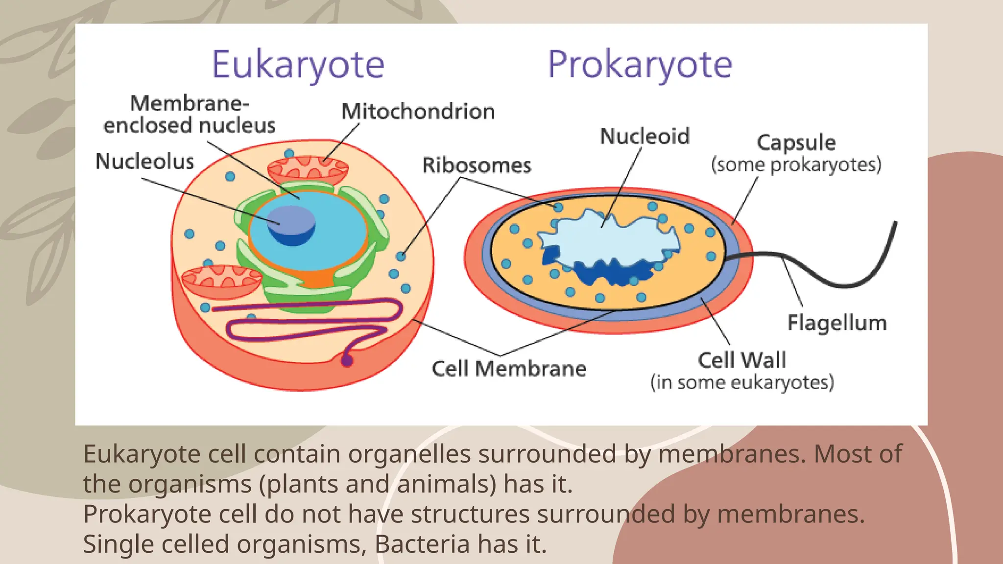 Cell Structure for grade 9 th- 10th.pptx