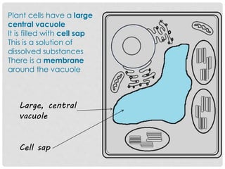 Cell structureIGCSE | PPTX | Chemistry | Science