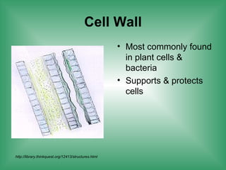 Animal and Plant cells | PPT