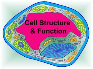 Cell structure function | PPT | Biological Sciences | Science