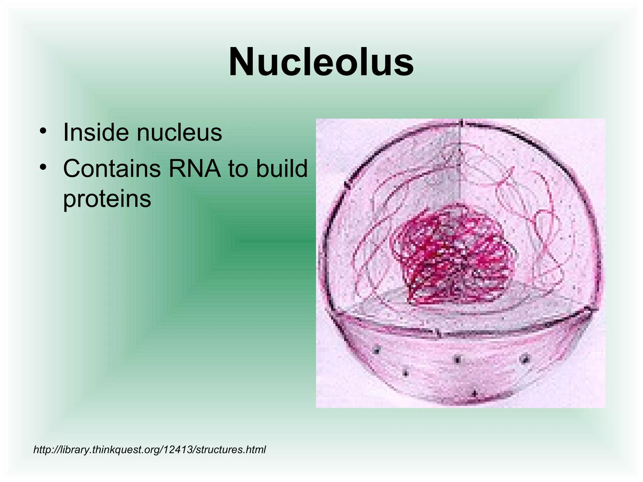 Cell:Structure and Functions | PPT