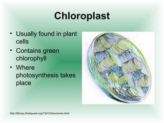 Cell:Structure and Functions | PPT