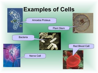 Cell:Structure and Functions | PPT