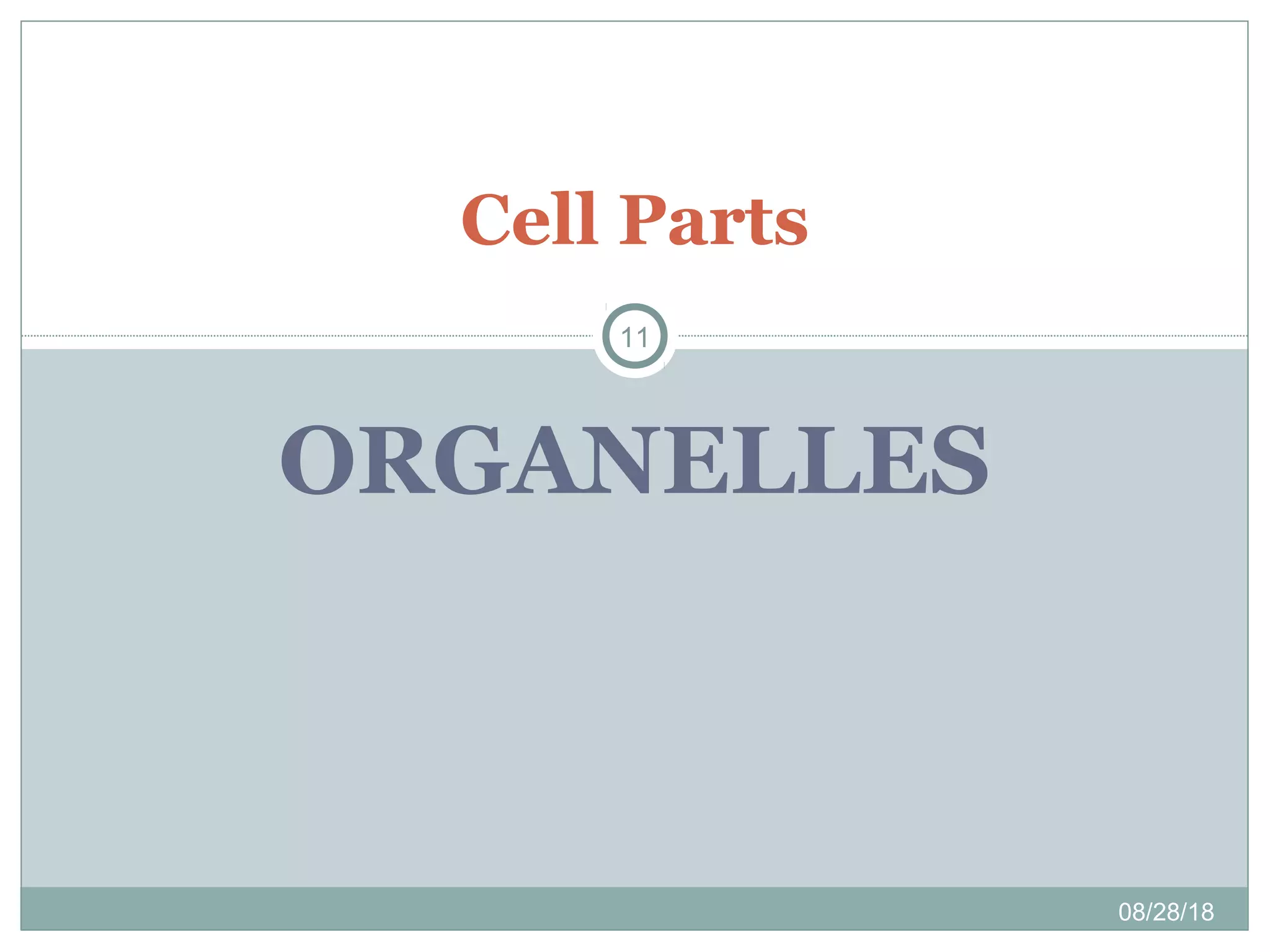 Cell structure function | PPT