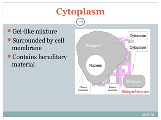 Cell structure function | PPT