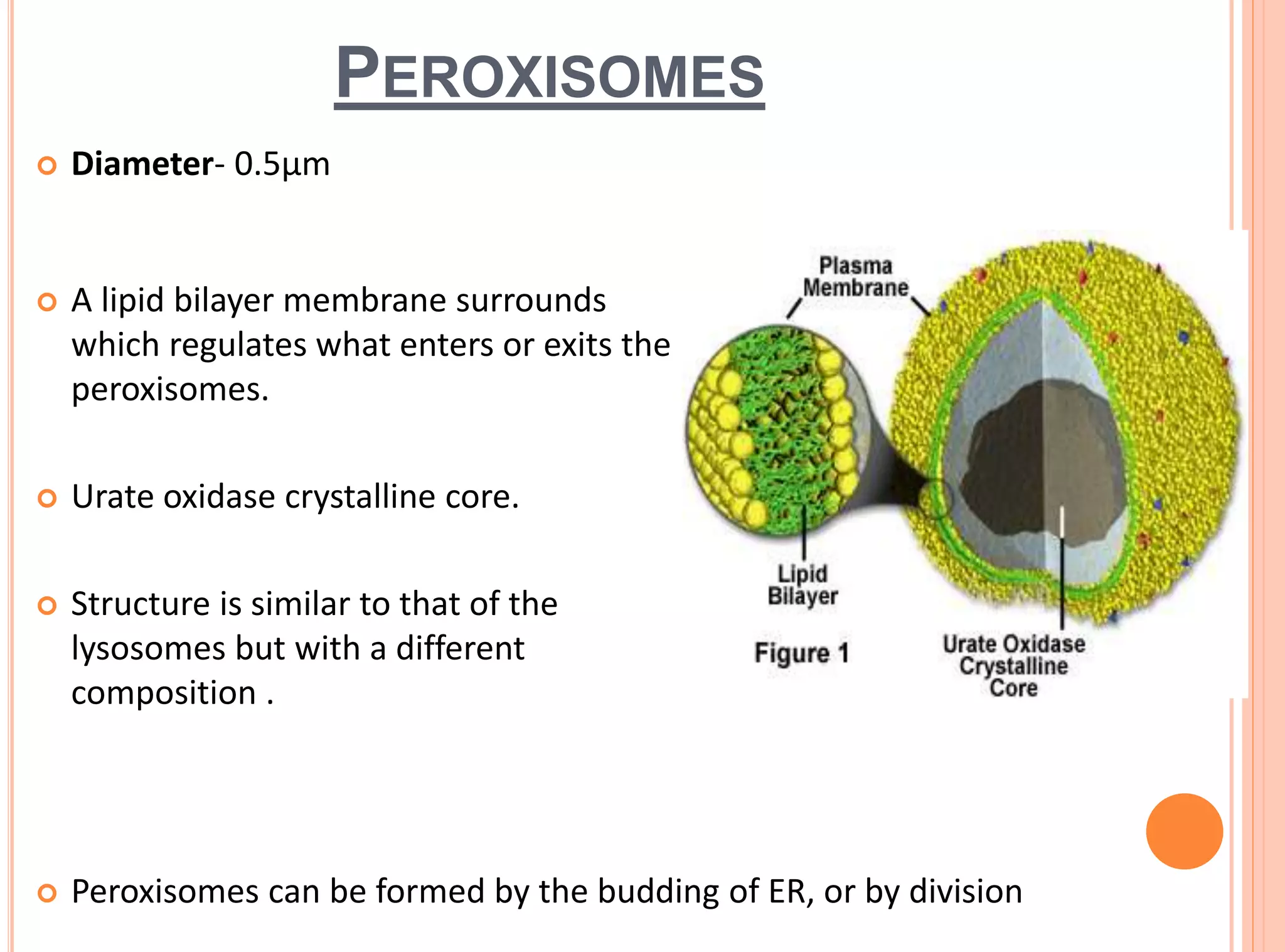 Cell: Structure & Function | PPTX