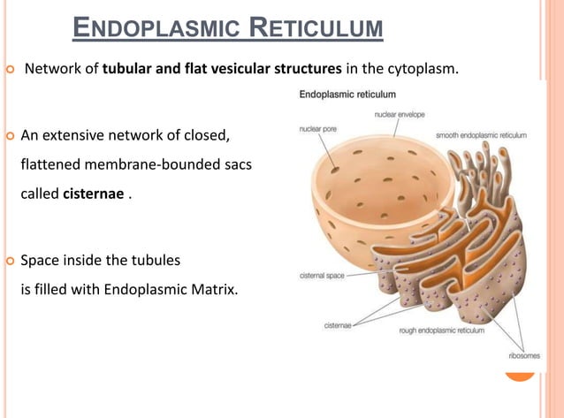 Cell: Structure & Function | PPTX | Biological Sciences | Science