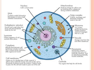 Basic Cell Structure And Function In Cell Dna