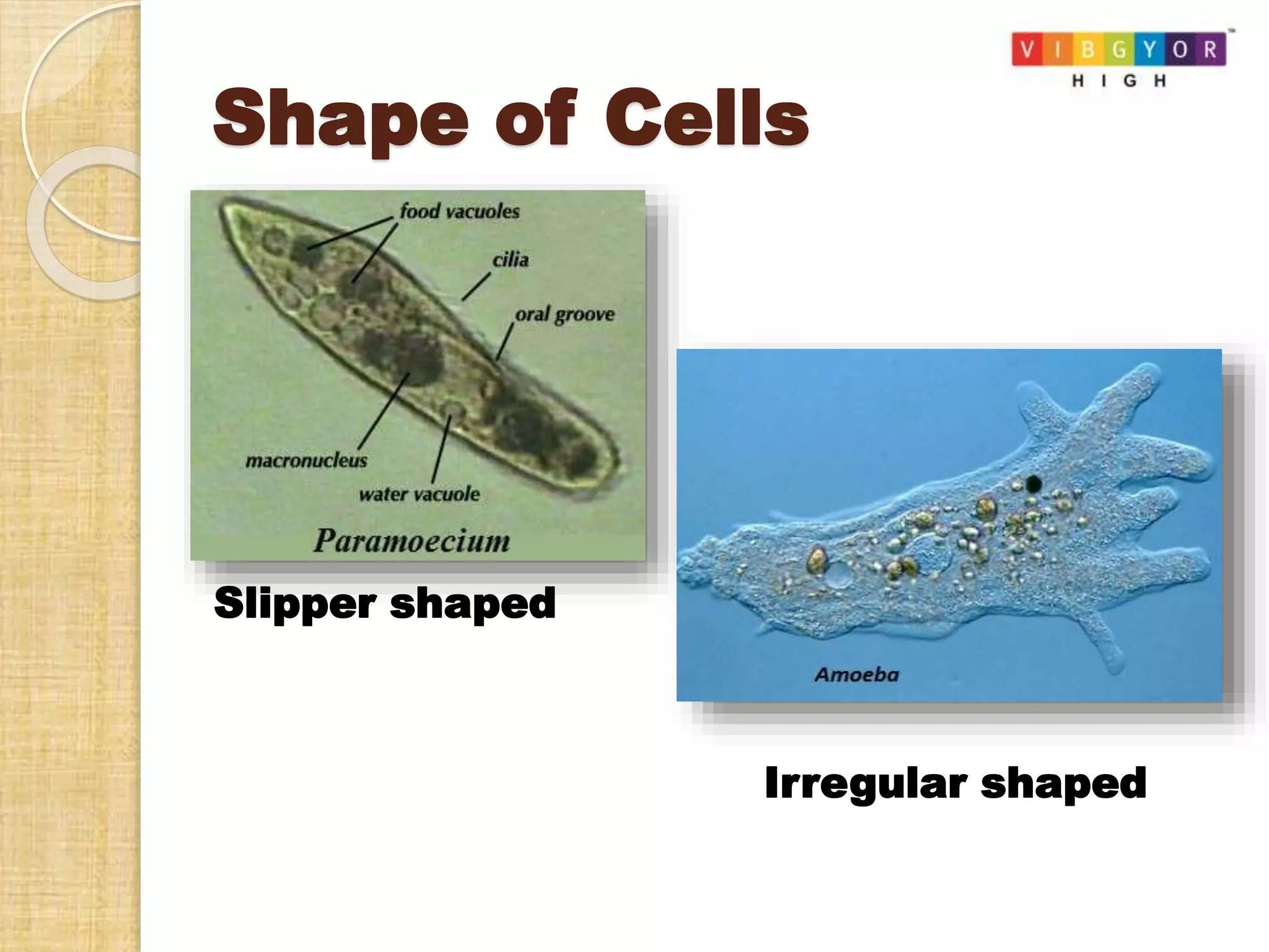 Cell- structure and function. | PPTX
