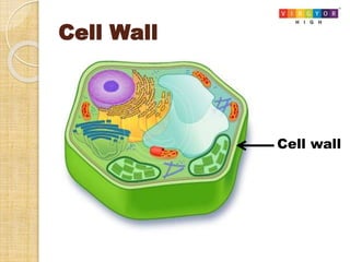 Cell- structure and function. | PPTX