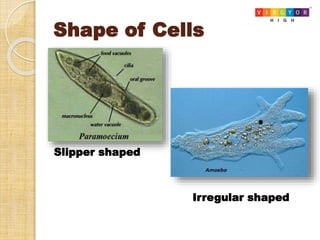 Cell- structure and function. | PPTX