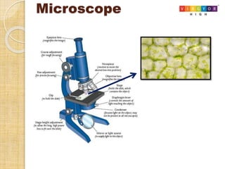 Cell- structure and function. | PPTX
