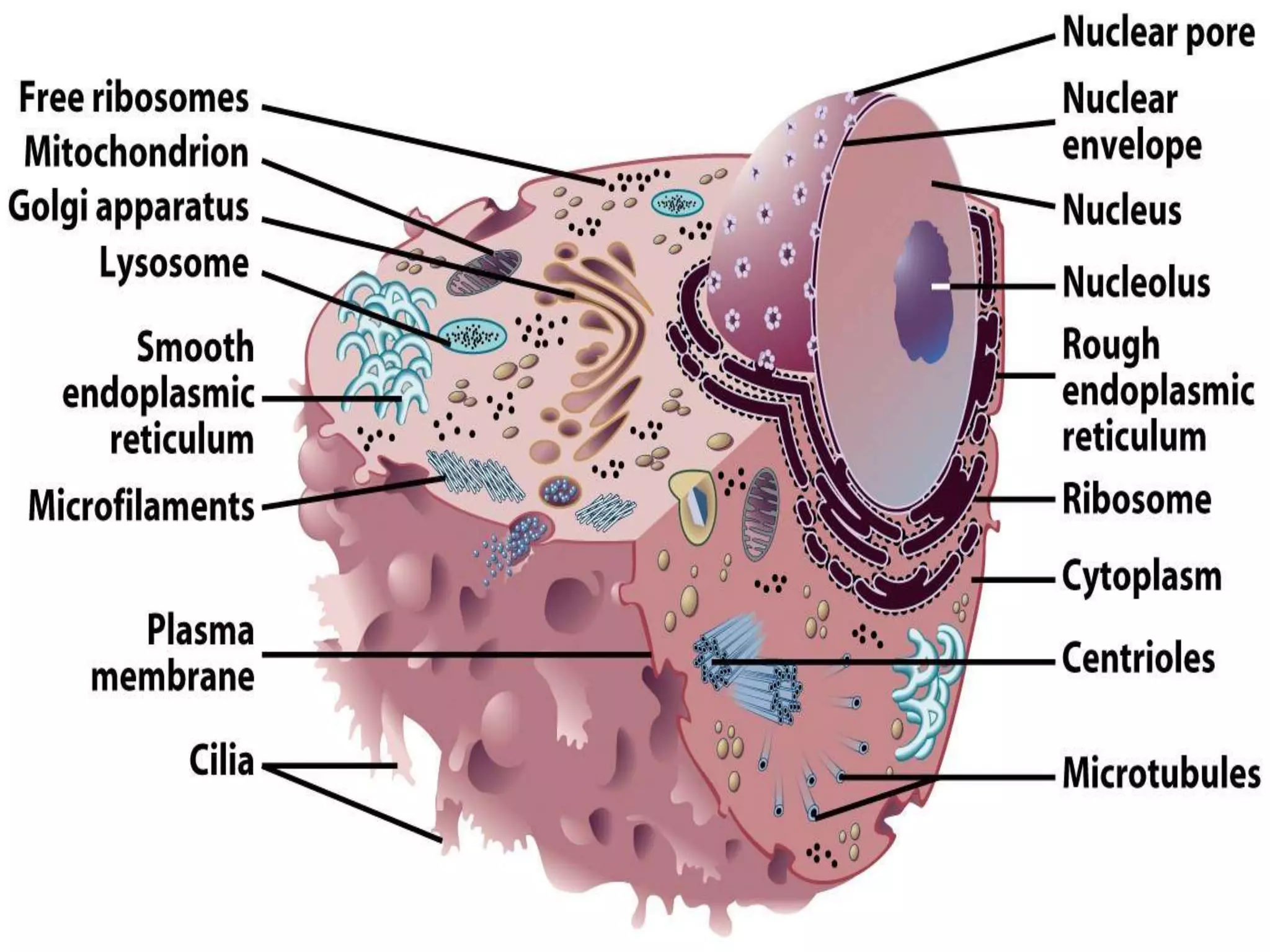 Cell structure & function | PPT