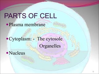 Cell structure & function | PPT