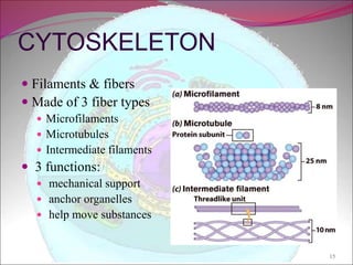 Cell structure & function | PPT