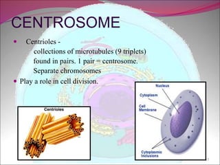 Cell structure & function | PPT